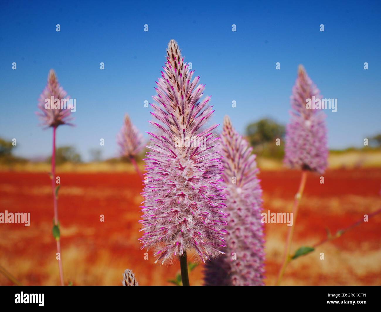 Explorewesternaustralia hi-res stock photography and images - Alamy