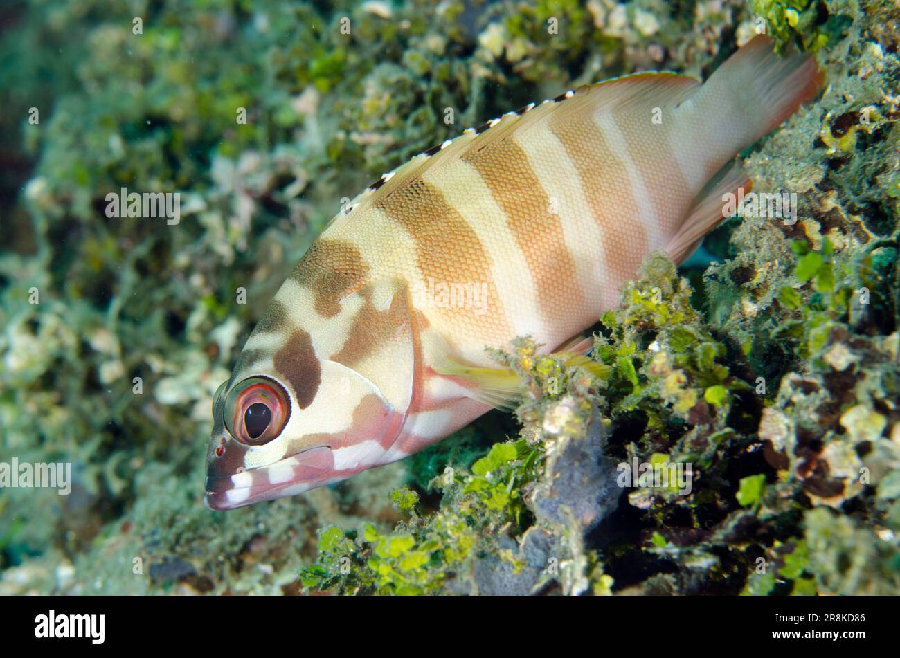 Blacktip Grouper, Epinephelus fasciatus, Laha dive site, Ambon, Maluku ...