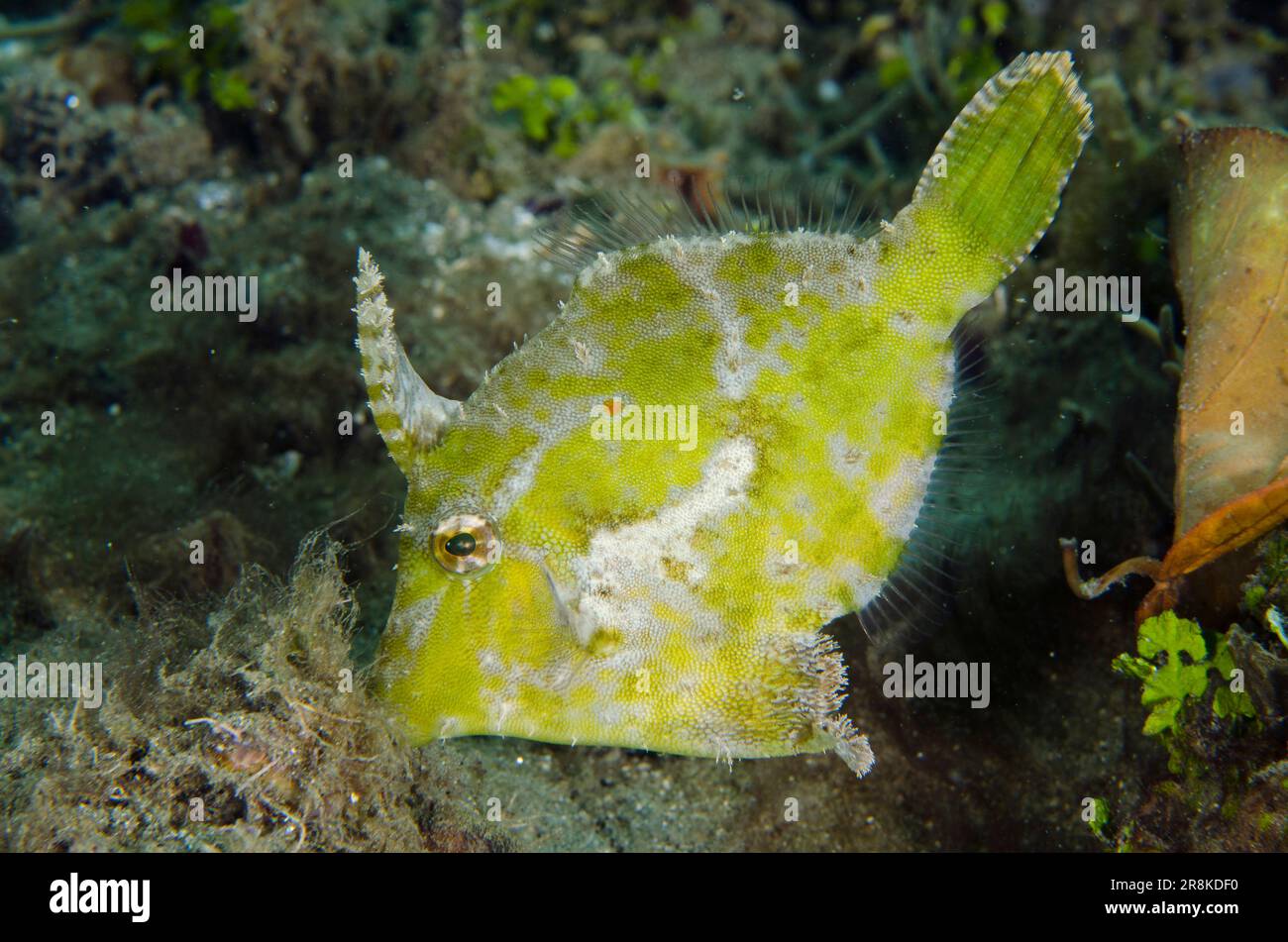 Seagrass Filefish, Acreichthys tomentosus, Laha dive site, Ambon ...