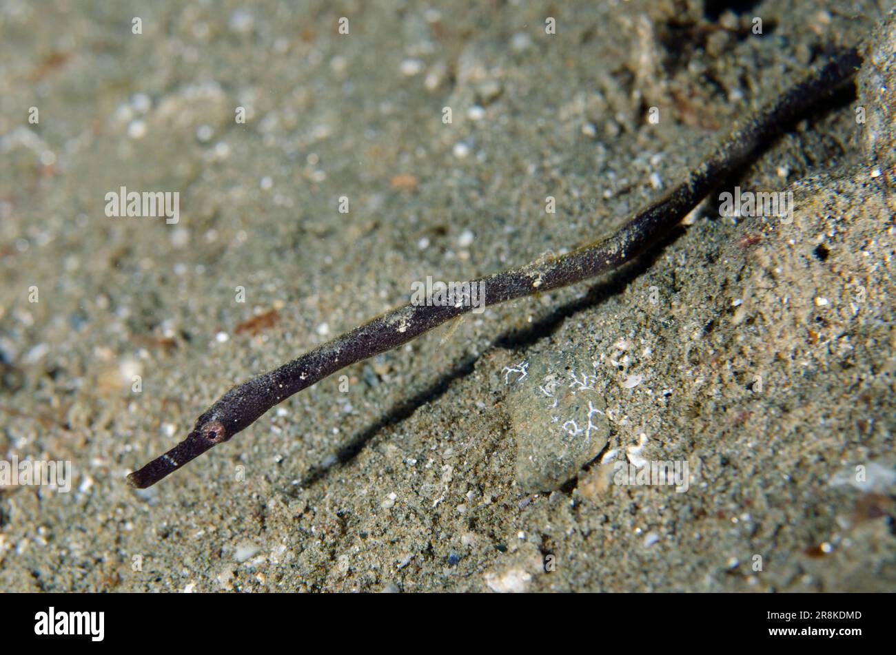 Bend Stick Pipefish, Trachyrhampus bicoarctatus, Rhino City dive site ...