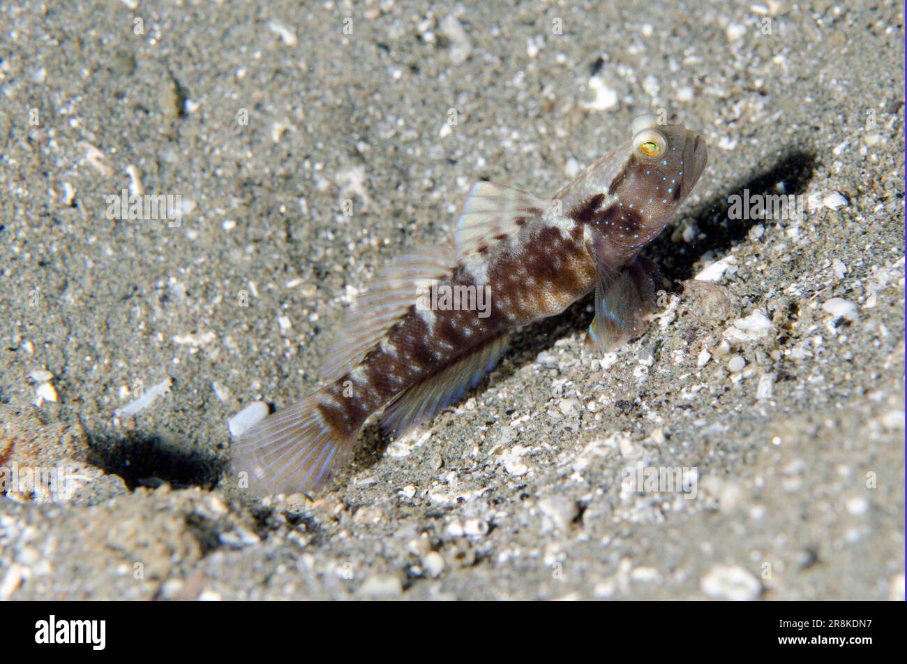Ventral-Barred Shrimpgoby, Cryptocentrus sericus, by hole, Rhino City ...