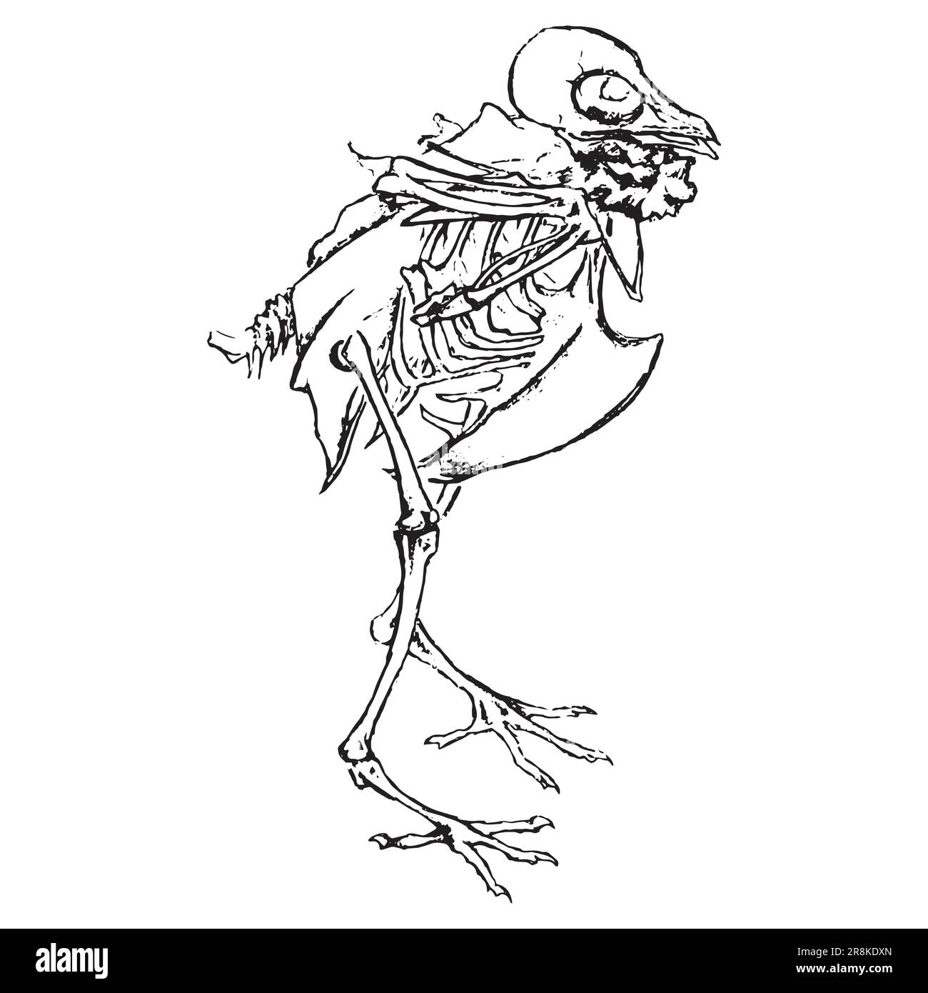 Monochrome skeleton of pigeon dove bird sketch vector Stock Vector ...