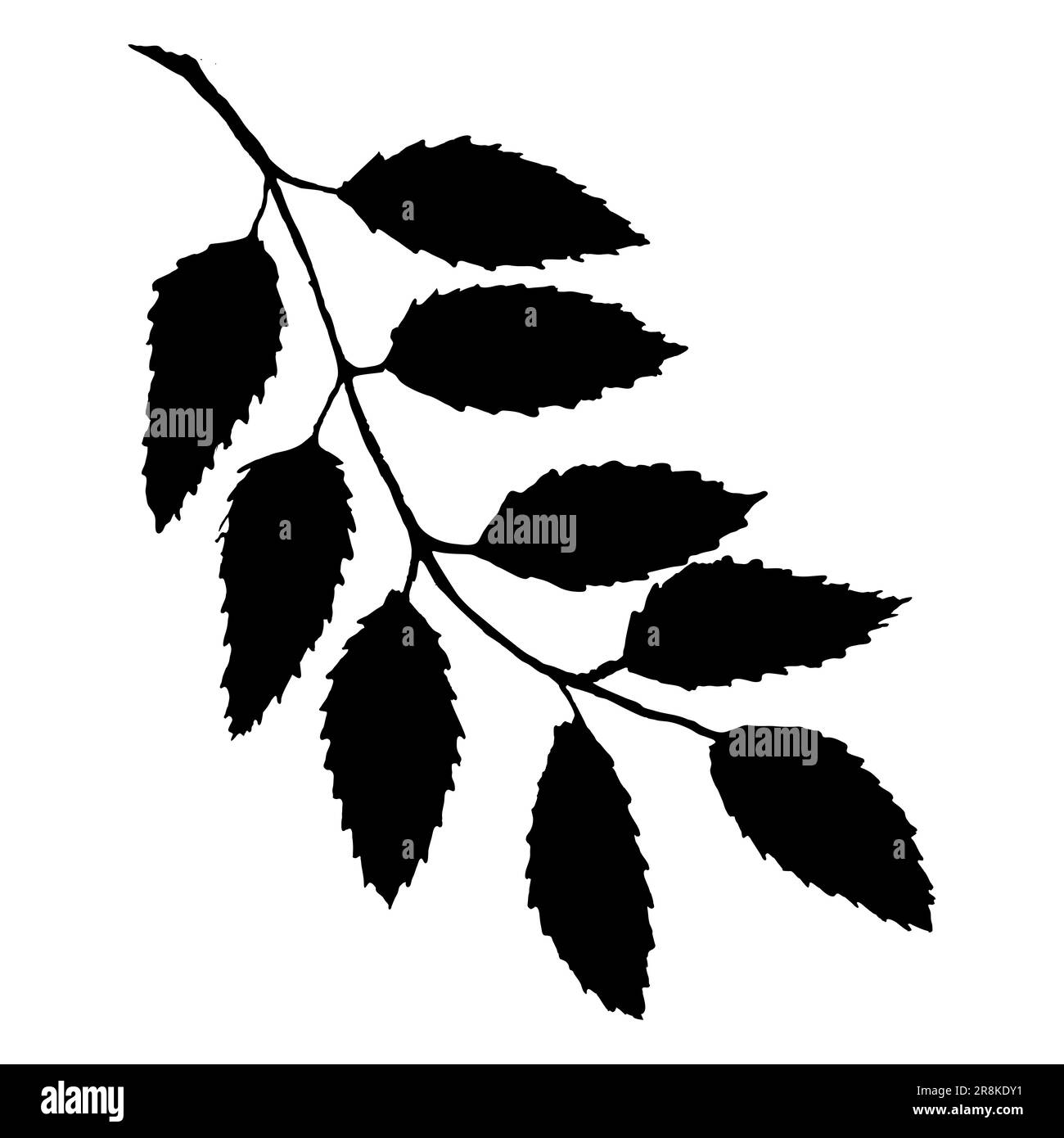 Monochrome black rowan rowanberry ashberry berry leaf branch bunch ...