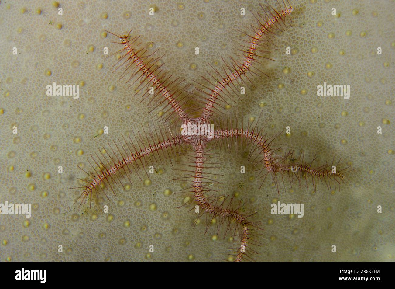 Red-spined Brittle Star, Ophiothrix purpurea, on coral, night dive ...