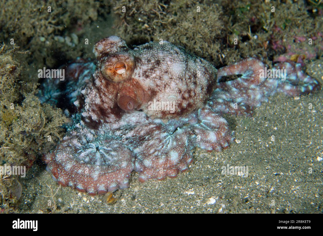 Starry Night Octopus, Callistoctopus luteus, night dive, Laha dive site ...