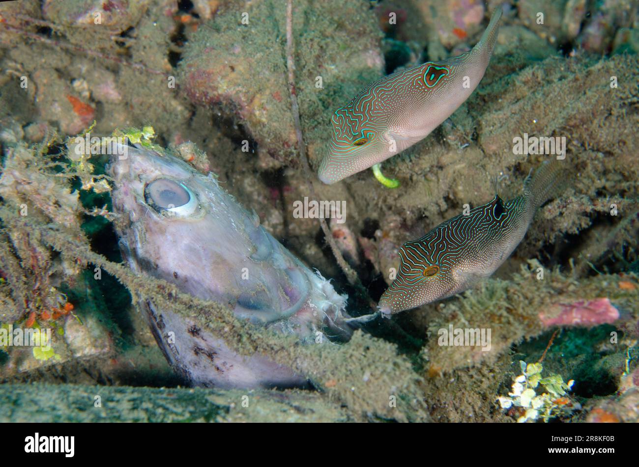 Compressed Toby, Canthigaster compressa, pair feeding on discarded fish ...