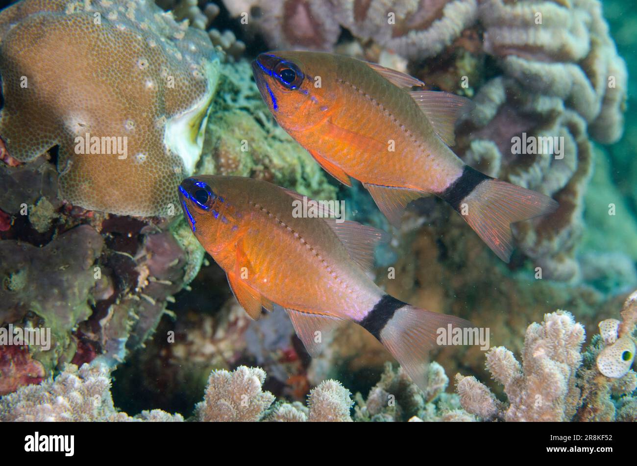 Pair of Ringtailed Cardinalfish, Ostorhinchus aureus, Laha dive site ...