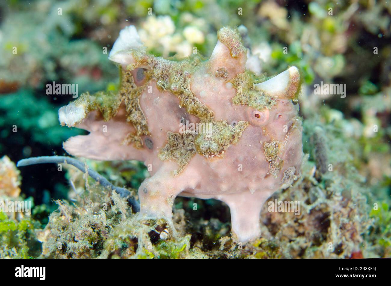 Warty Frogfish, Antennarius maculatus, Laha dive site, Ambon, Maluku ...