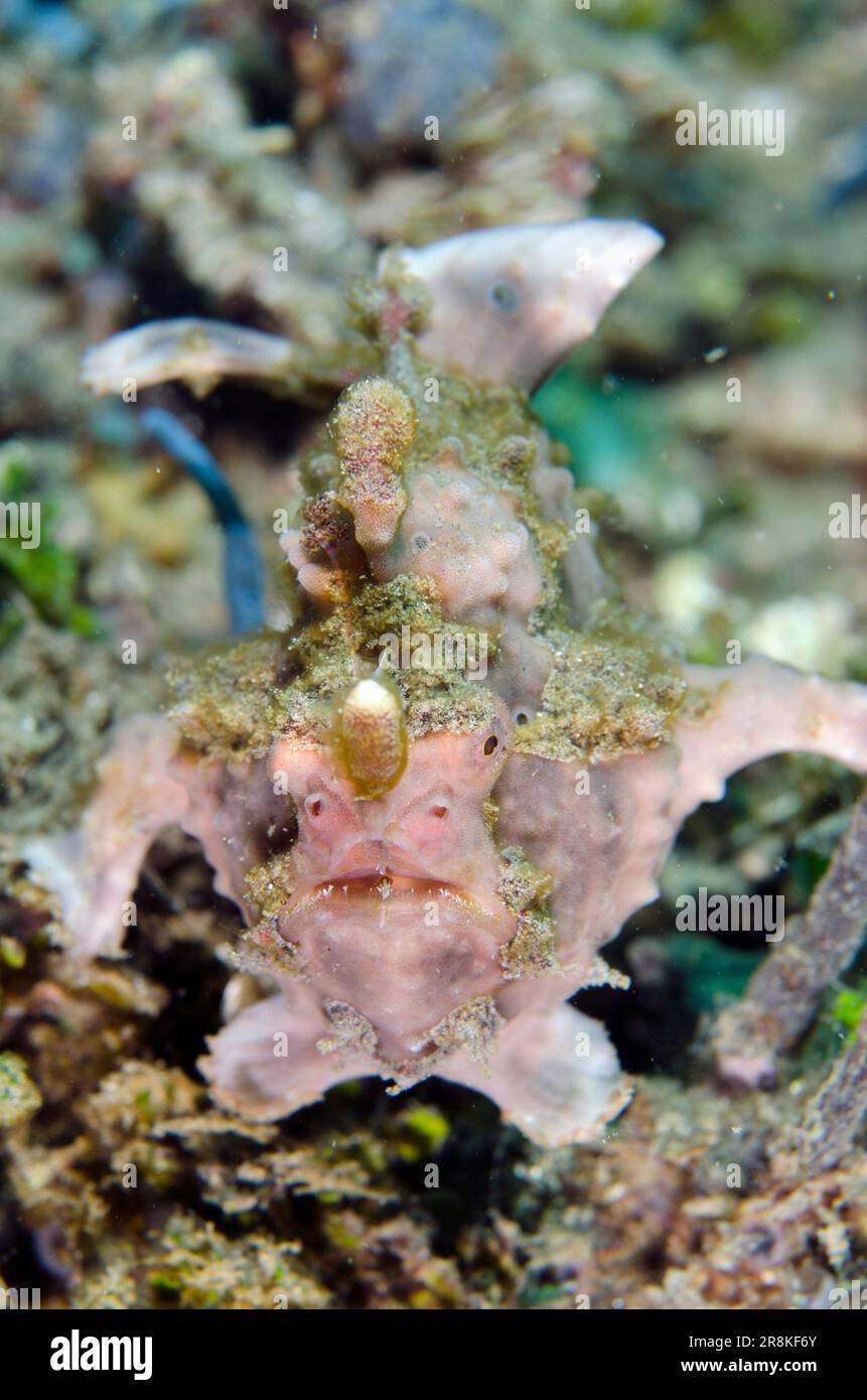 Warty Frogfish, Antennarius maculatus, Laha dive site, Ambon, Maluku ...