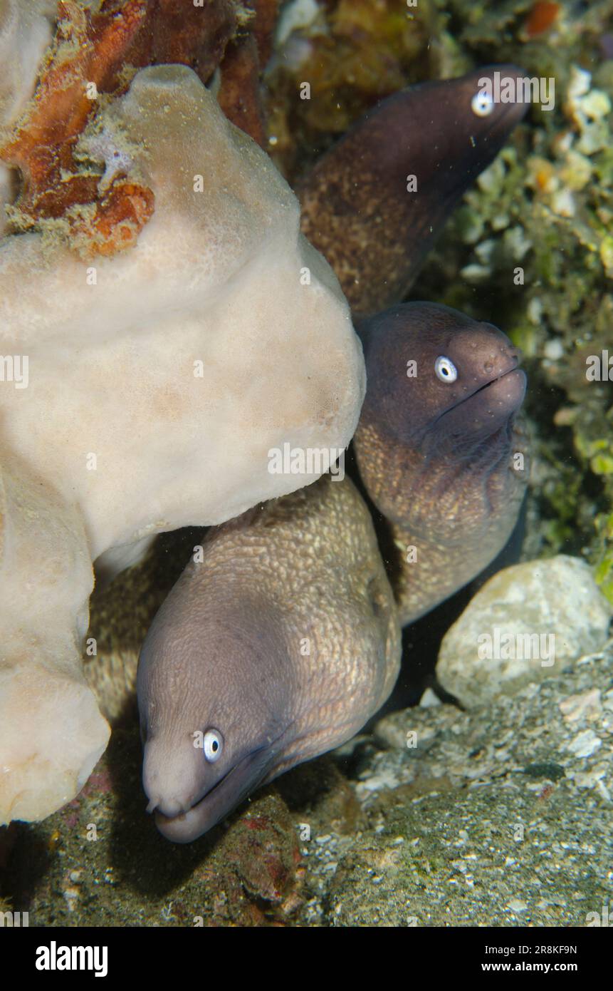Pair of White-eyed Moray Eel, Gymnothorax thyrsoideus, Laha dive site ...