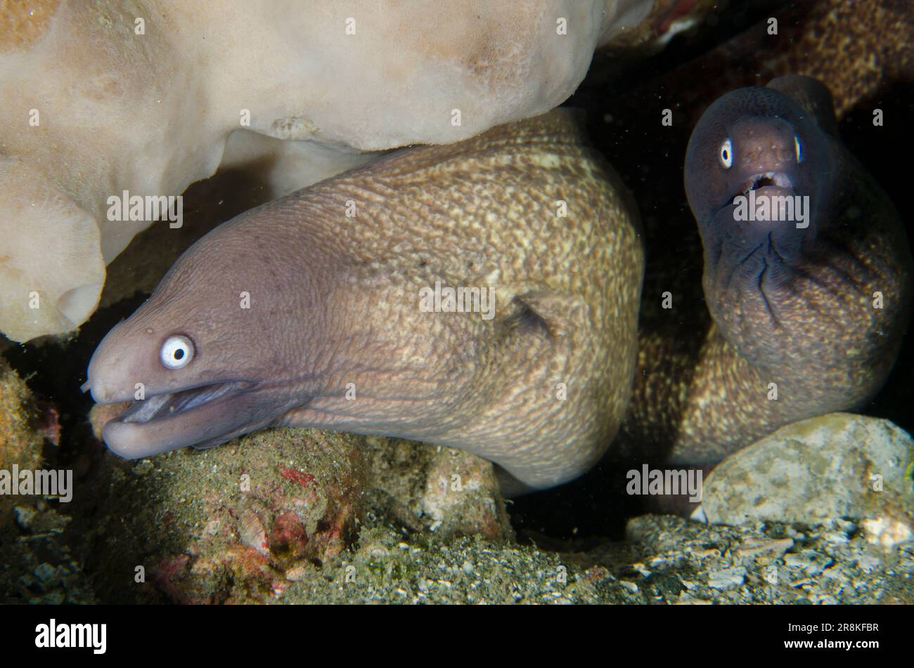 Pair of White-eyed Moray Eel, Gymnothorax thyrsoideus, Laha dive site ...