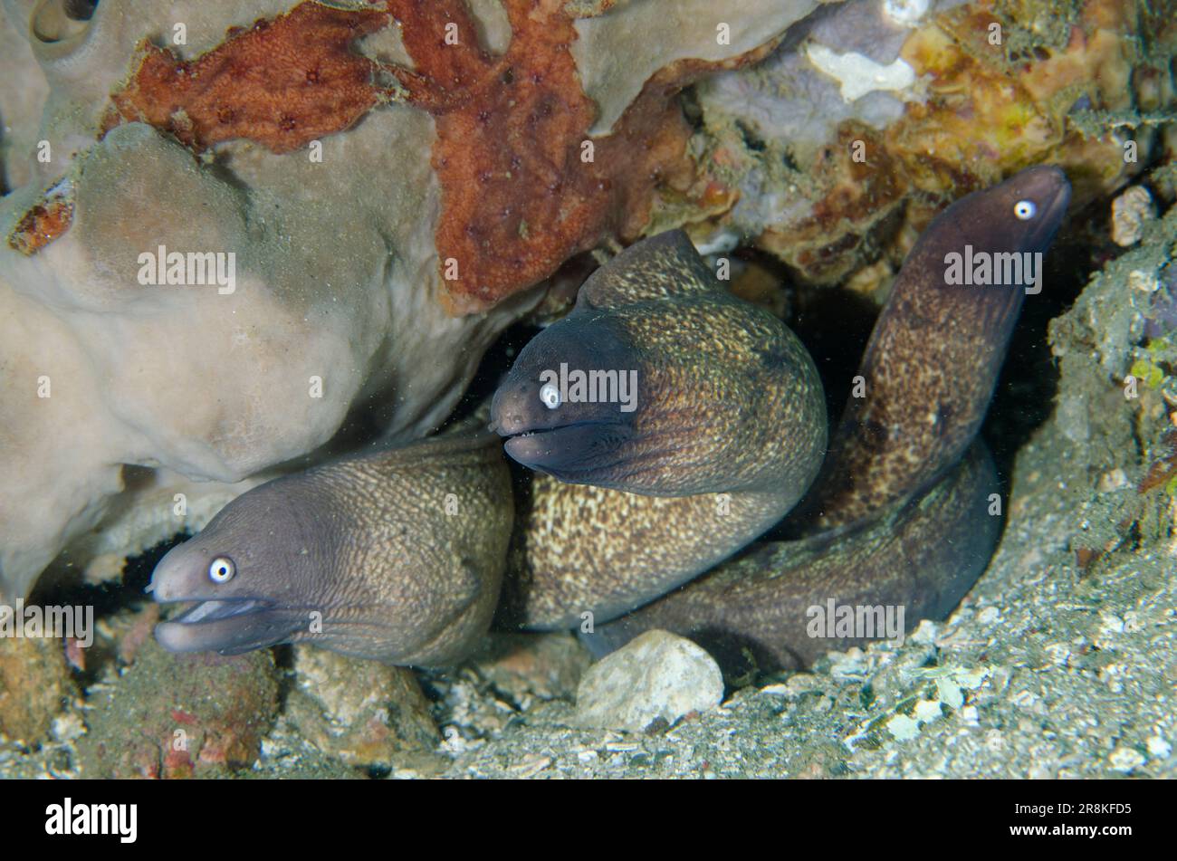 Trio of White-eyed Moray Eel, Gymnothorax thyrsoideus, Laha dive site ...