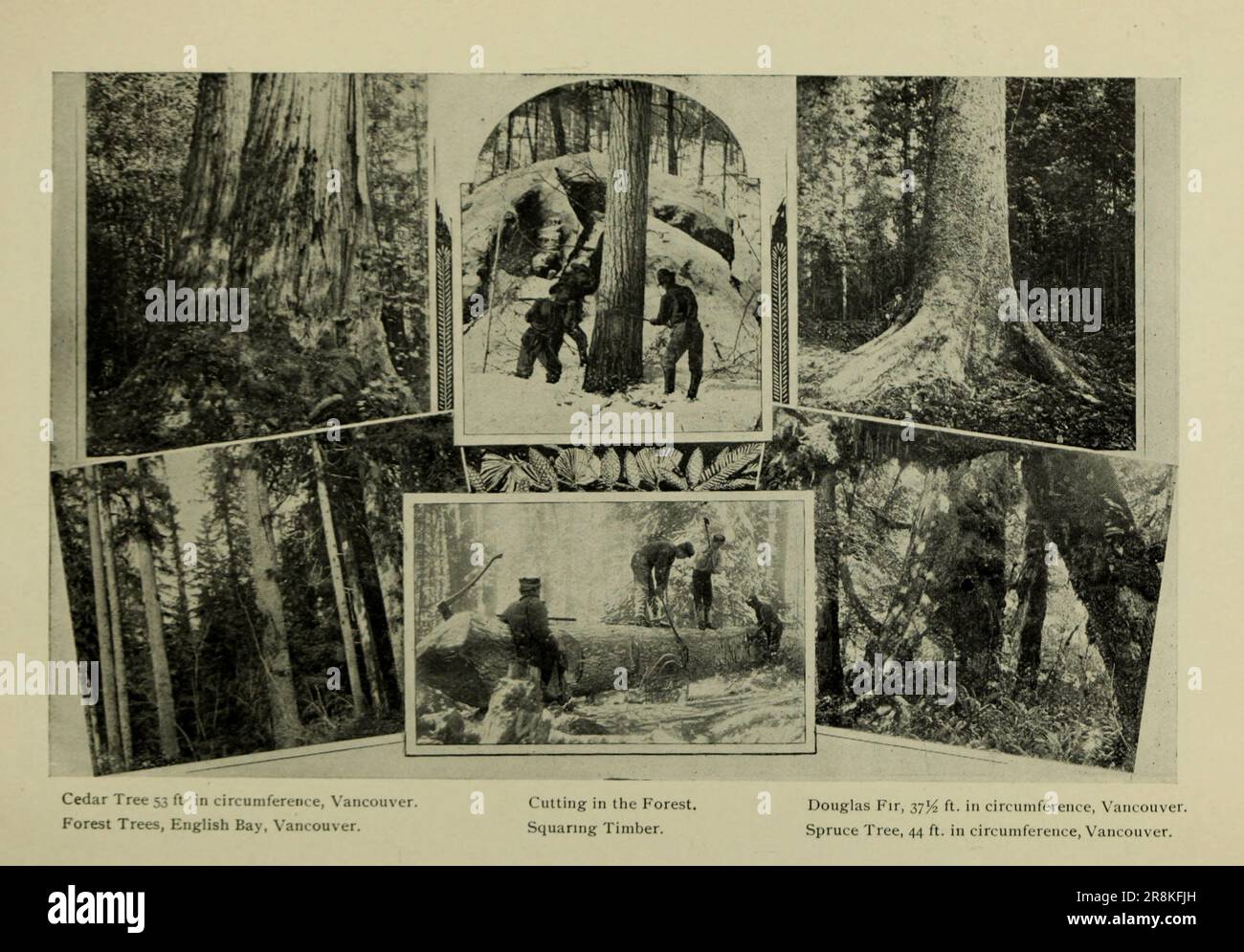 Lumber industry 19th century hi-res stock photography and images - Alamy