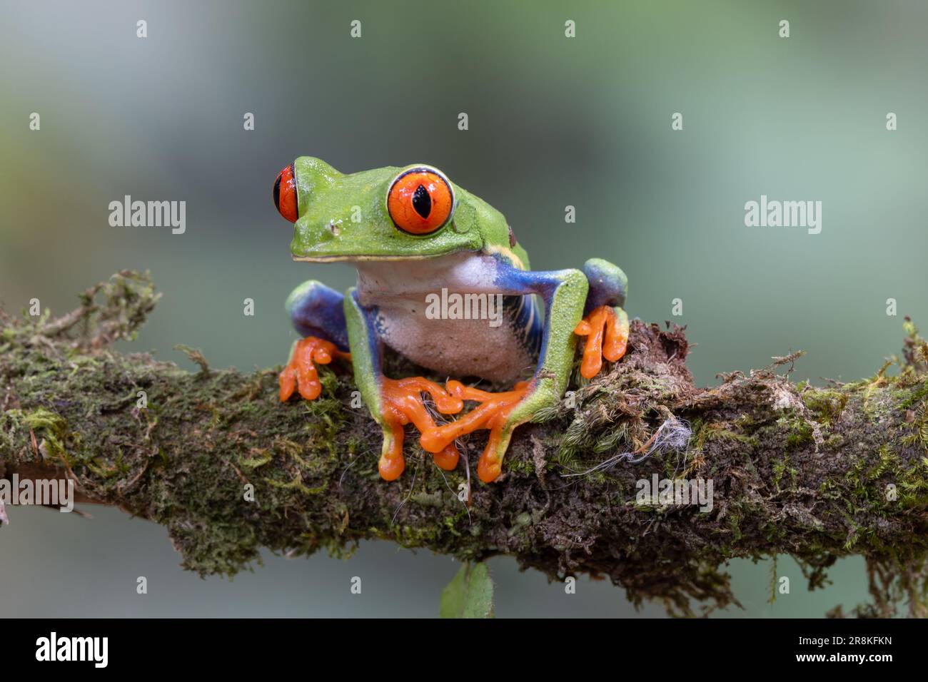 Tree frog on leaf facing front hi-res stock photography and images - Alamy