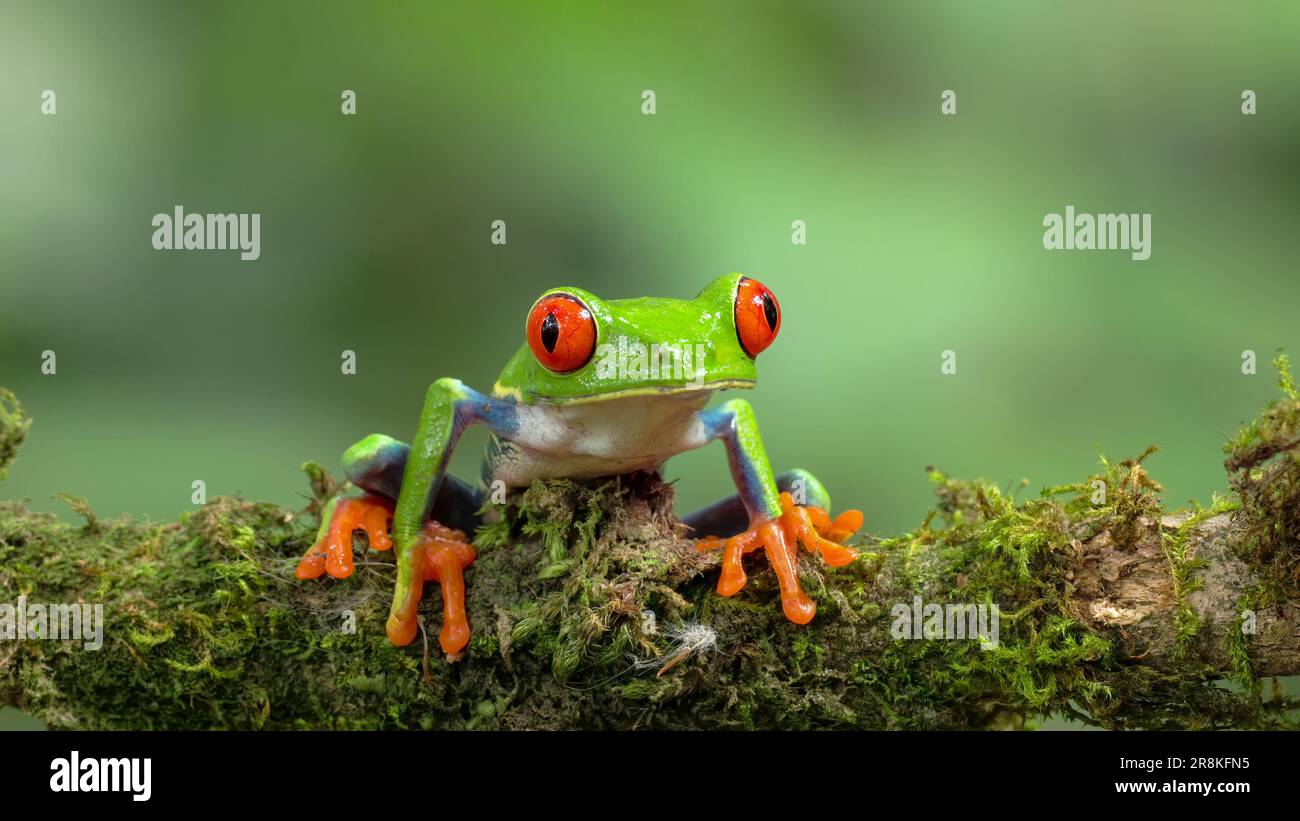 close front view of a red-eyed tree frog facing right on a branch Stock ...