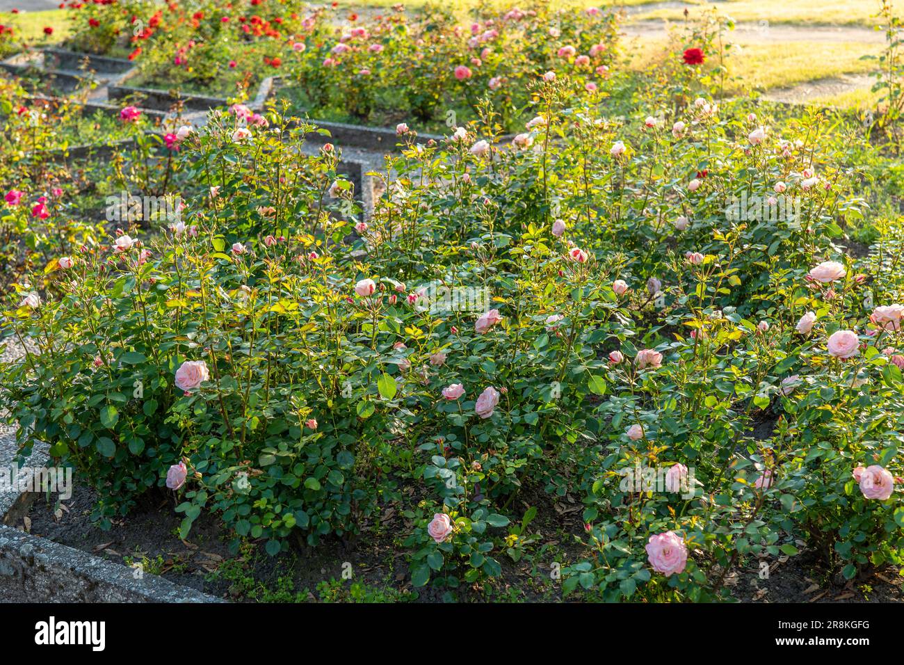 Rosarium in the Silesian Park in Chorzów. Beautiful light pink roses ...