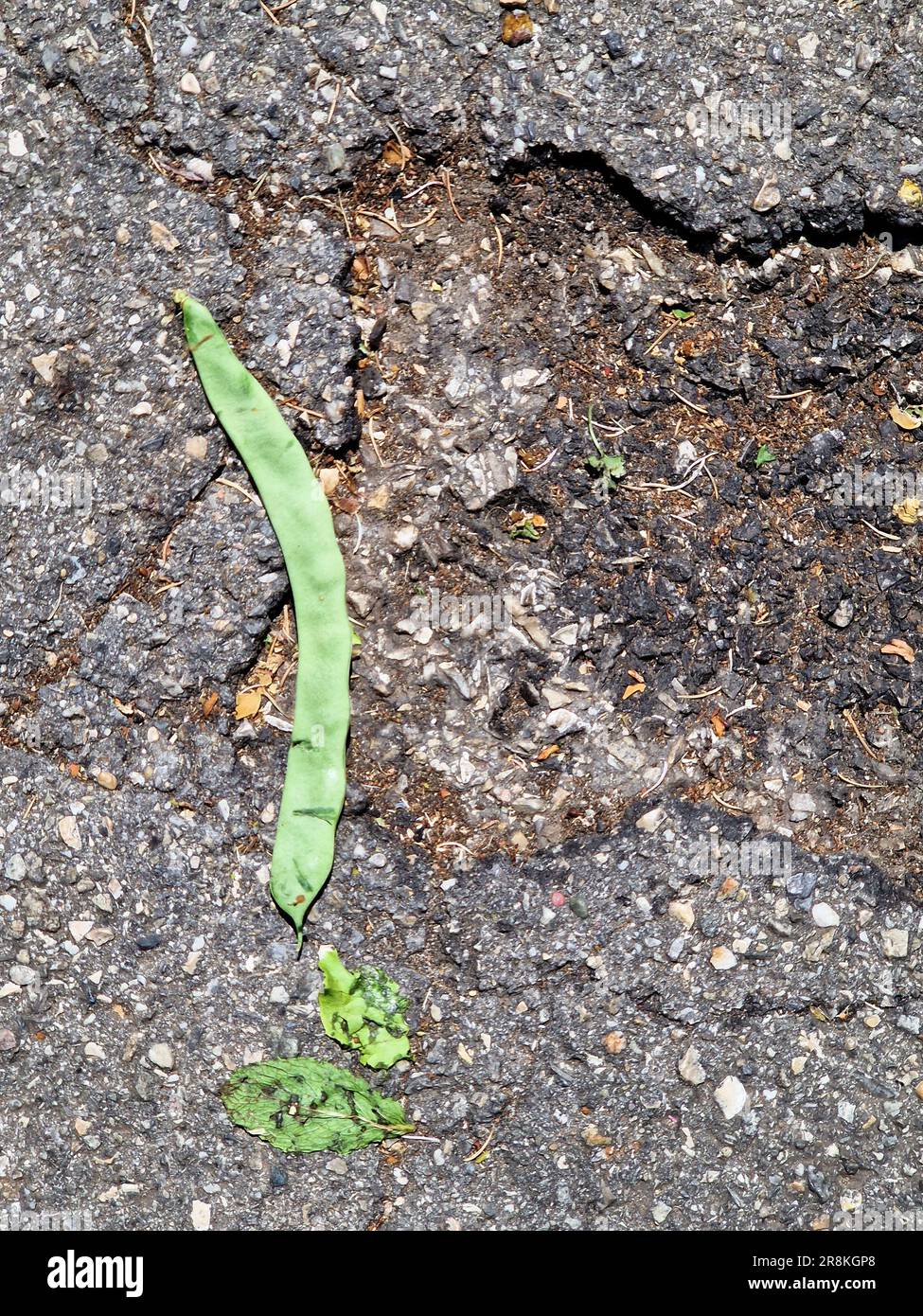 Food wastage: Damaged vegetables, Lyon, France Stock Photo - Alamy