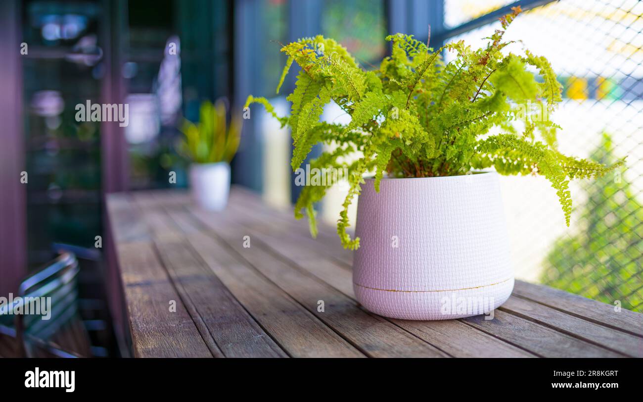 Potted Fern On Wooden Table, background for advertisement and wallpaper ...