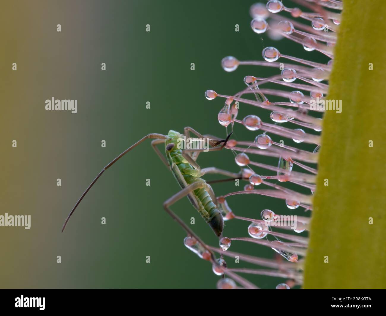 closeup of a tiny true bug (Hemiptera) trapped on the sticky stalked ...