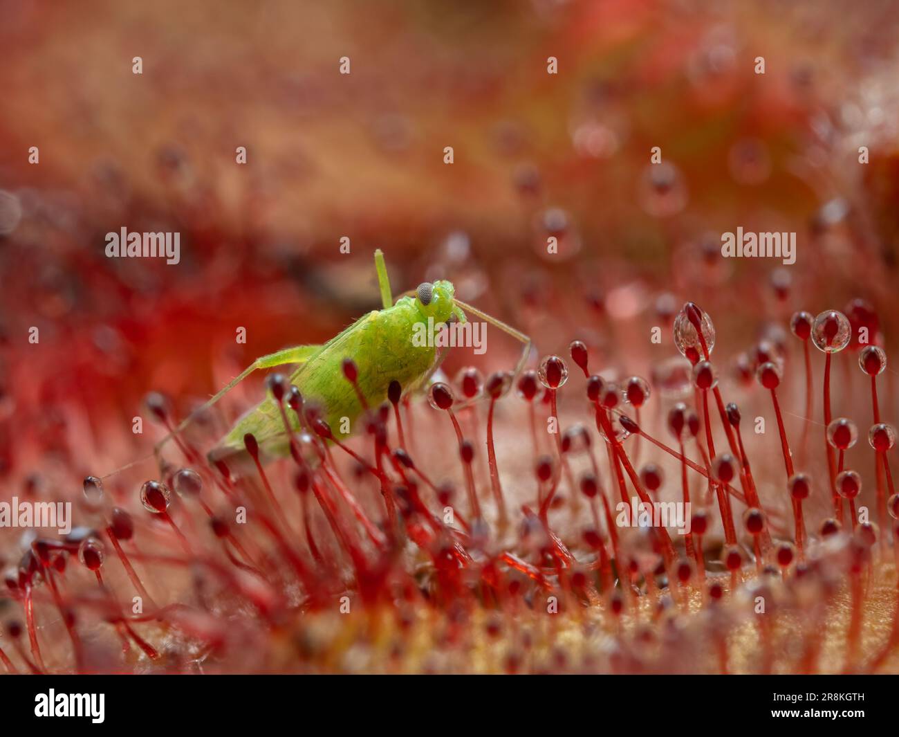 Sticky glands hi-res stock photography and images - Alamy