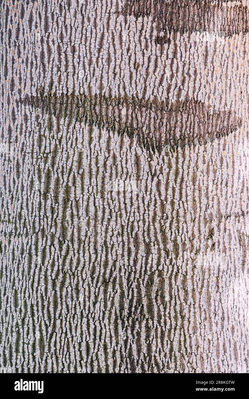 Tree bark closeup texture with scars as natural background Stock Photo ...