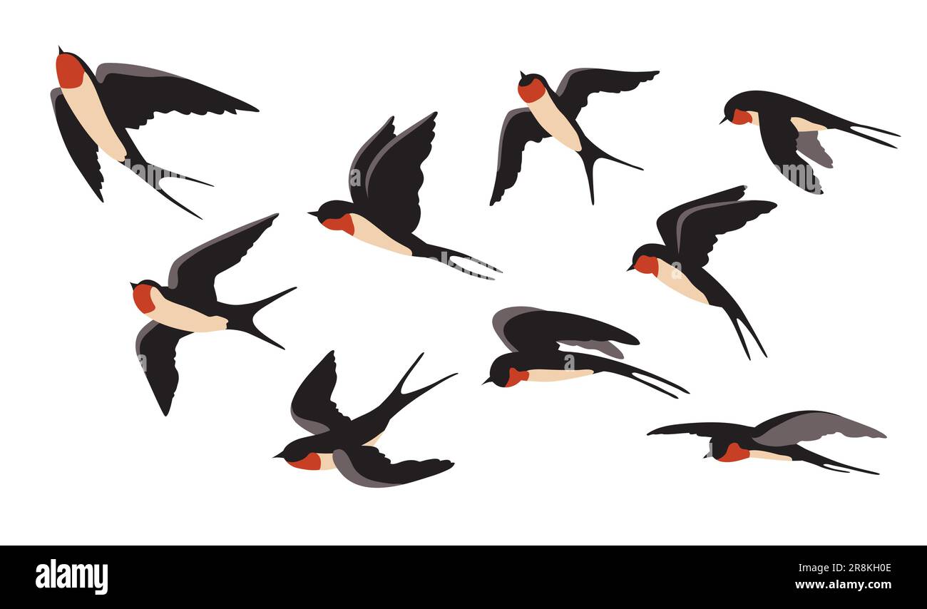 Barn swallow flock Stock Vector Images - Alamy