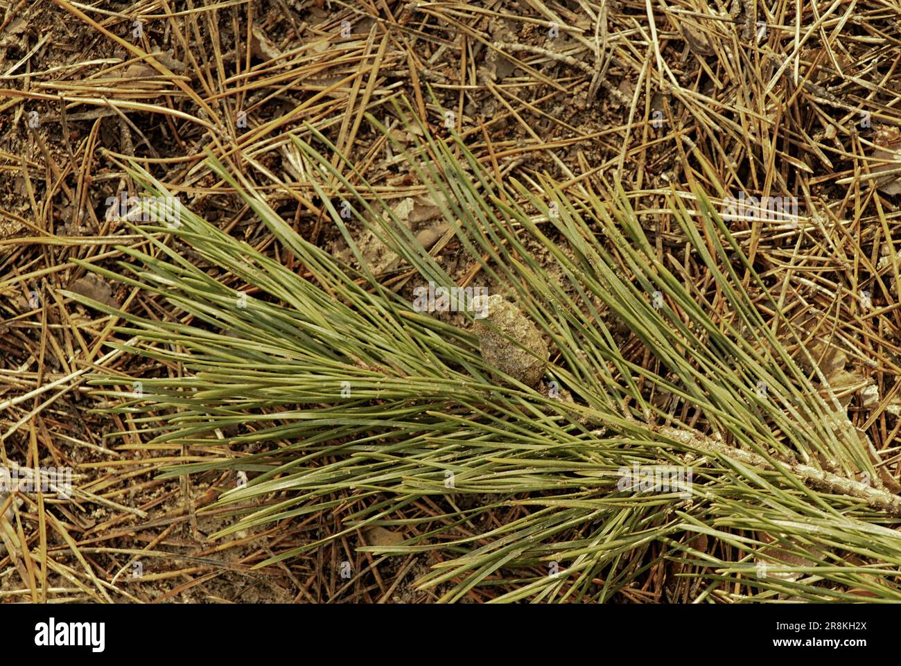 Pine needle forest floor hi-res stock photography and images - Alamy