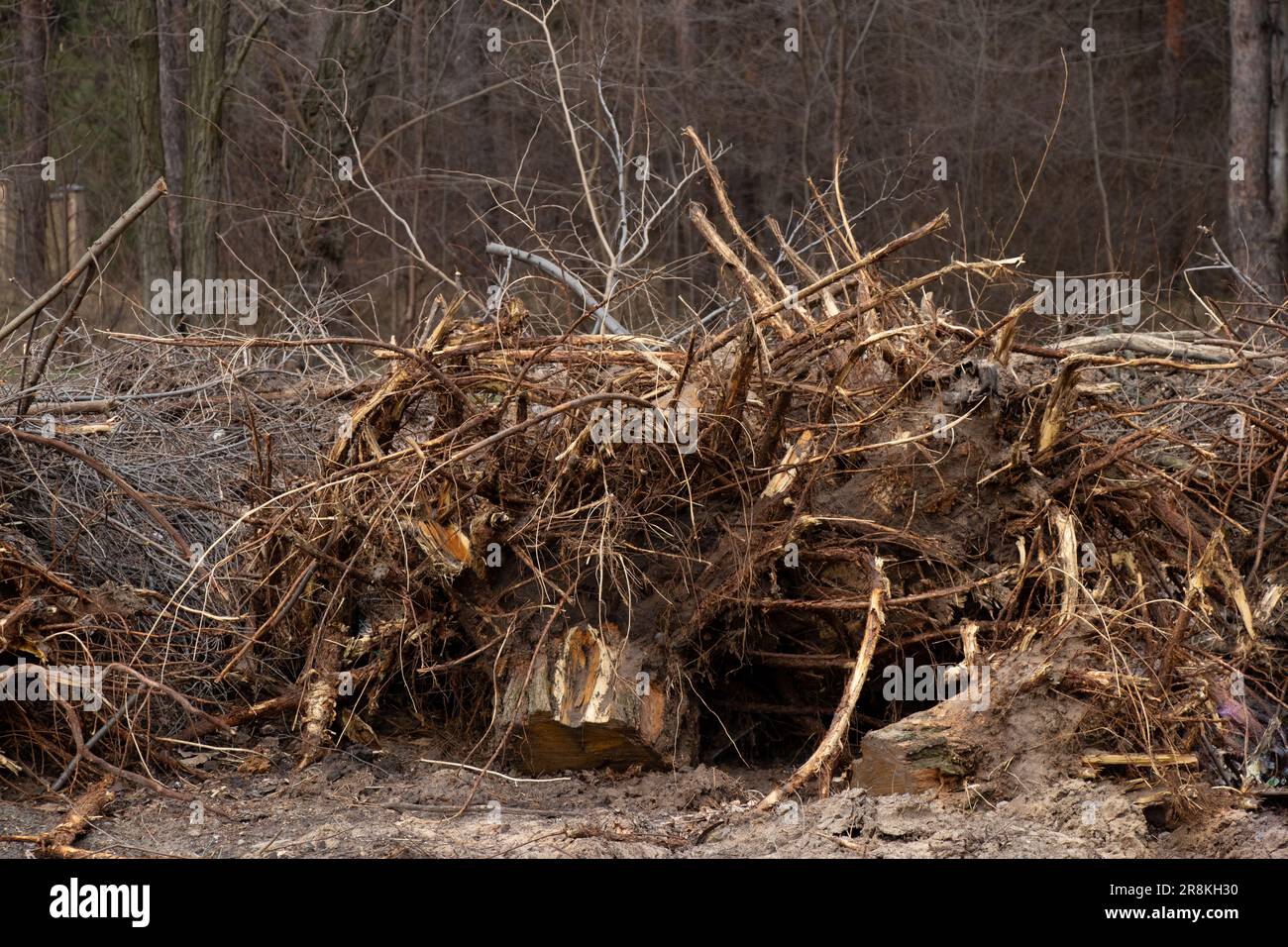 Spring cleaning forest hi-res stock photography and images - Alamy