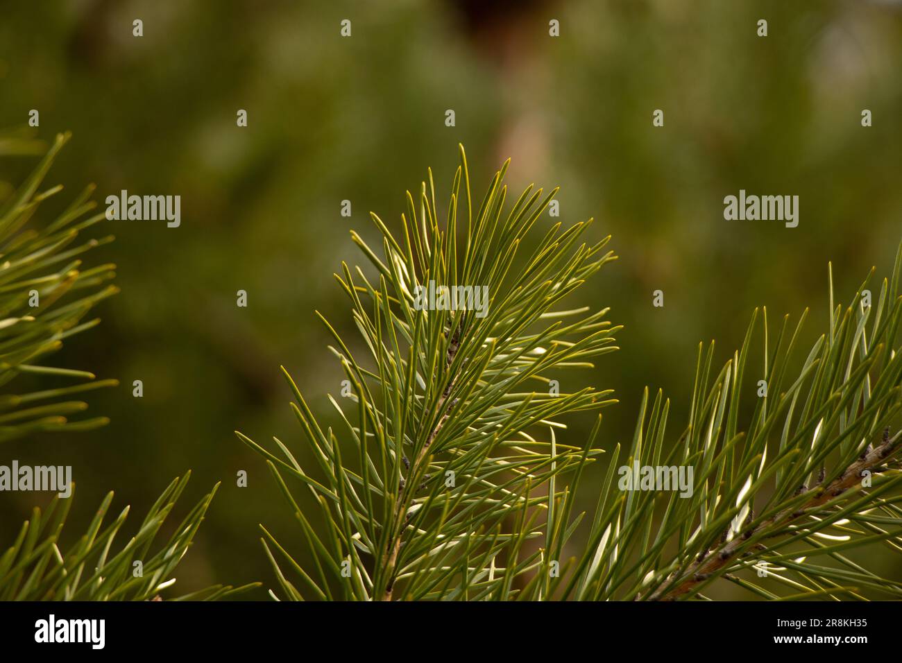 coniferous green tree branch in the park as a background Stock Photo ...