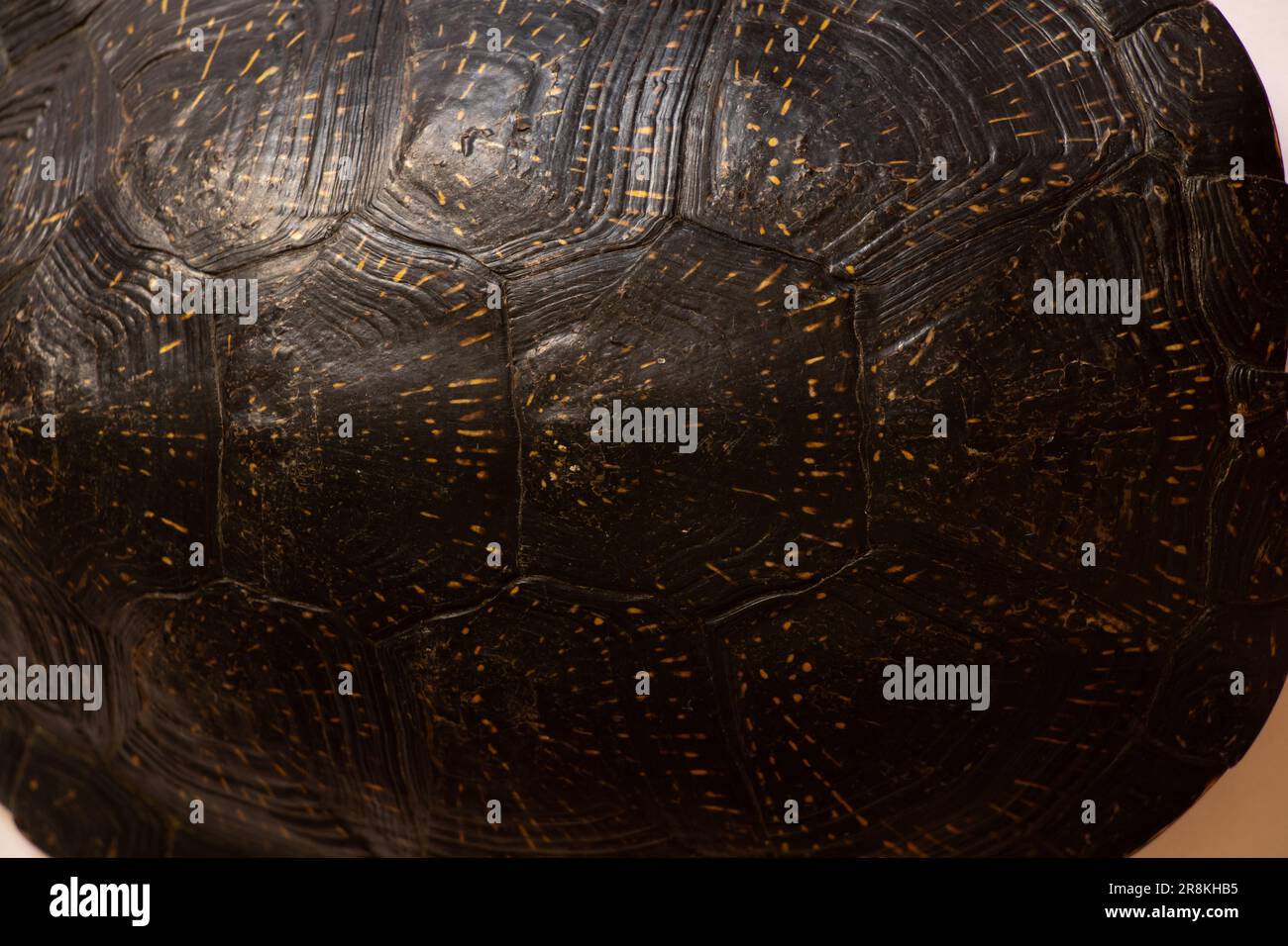 Pattern of the turtle shell hi-res stock photography and images - Alamy