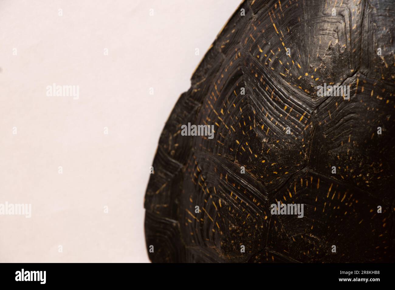 turtle shell on an isolated background Stock Photo - Alamy