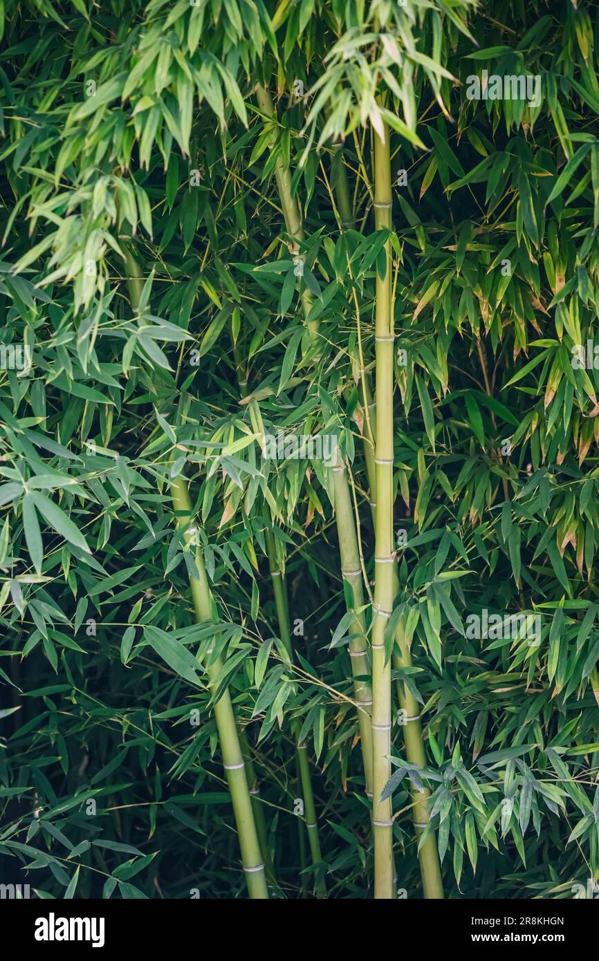 Bamboo grove with a stockade of trunks and a rich green color of leaves ...