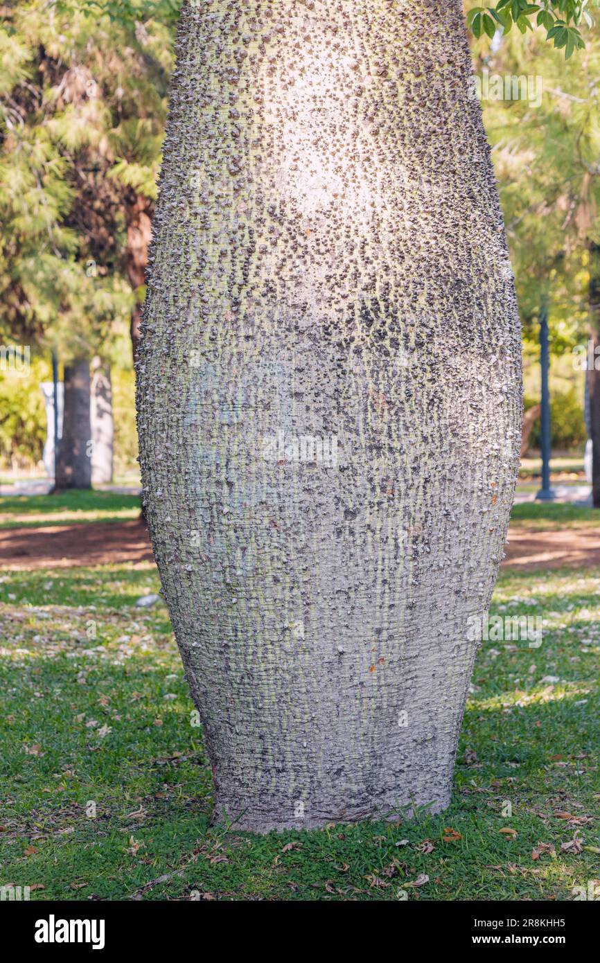 Ceiba speciosa or the floss silk tree with bottled shaped trunk Stock ...