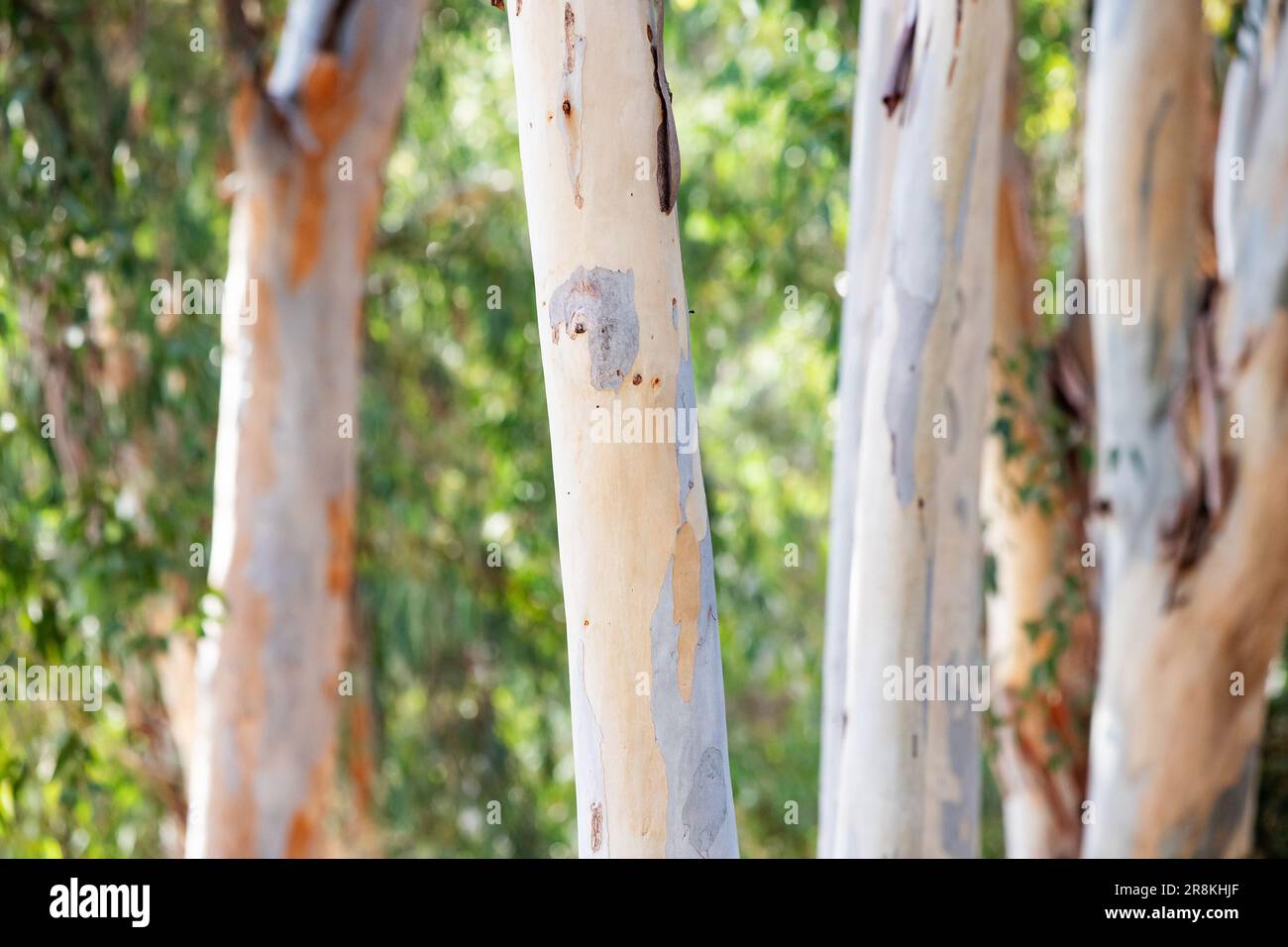 eucalyptus tree as natural background and texture Stock Photo - Alamy