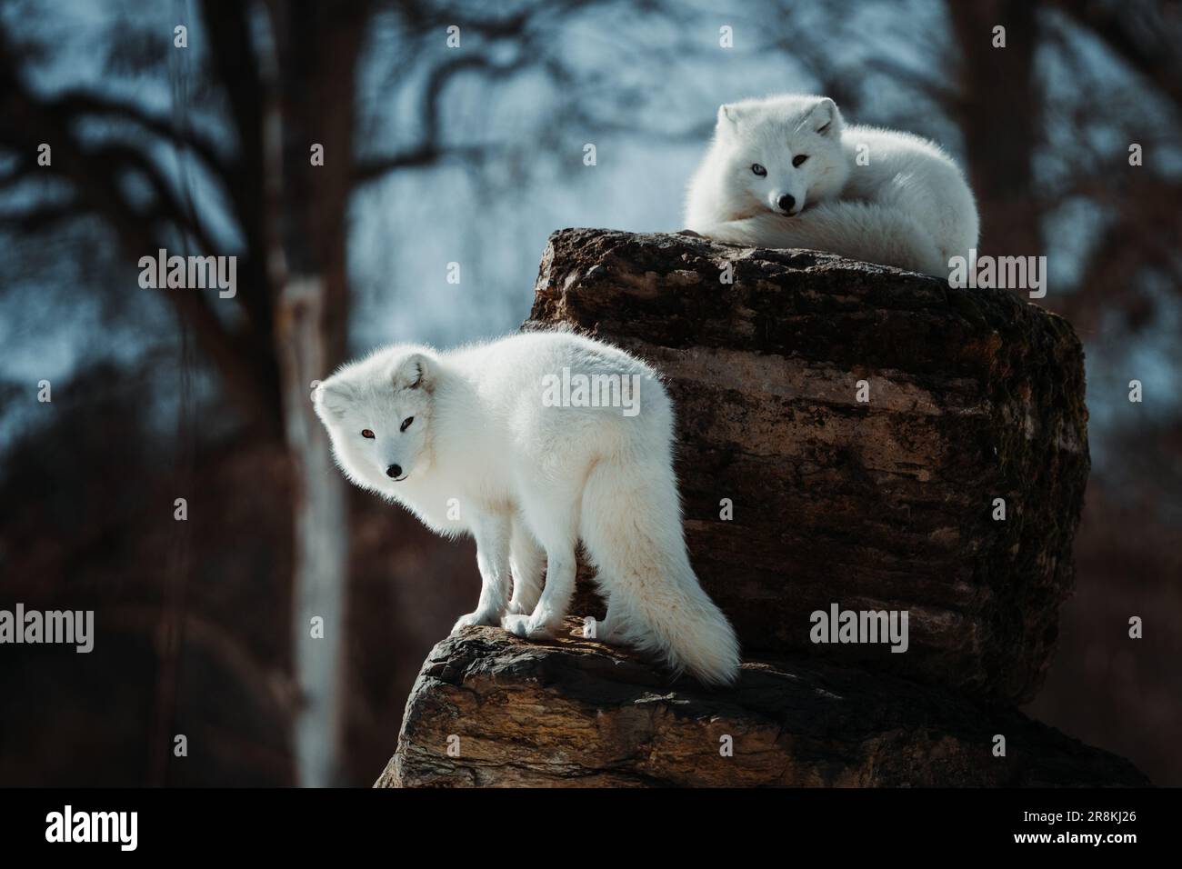 Two white foxes perched atop a tree log in a lush forest setting Stock ...