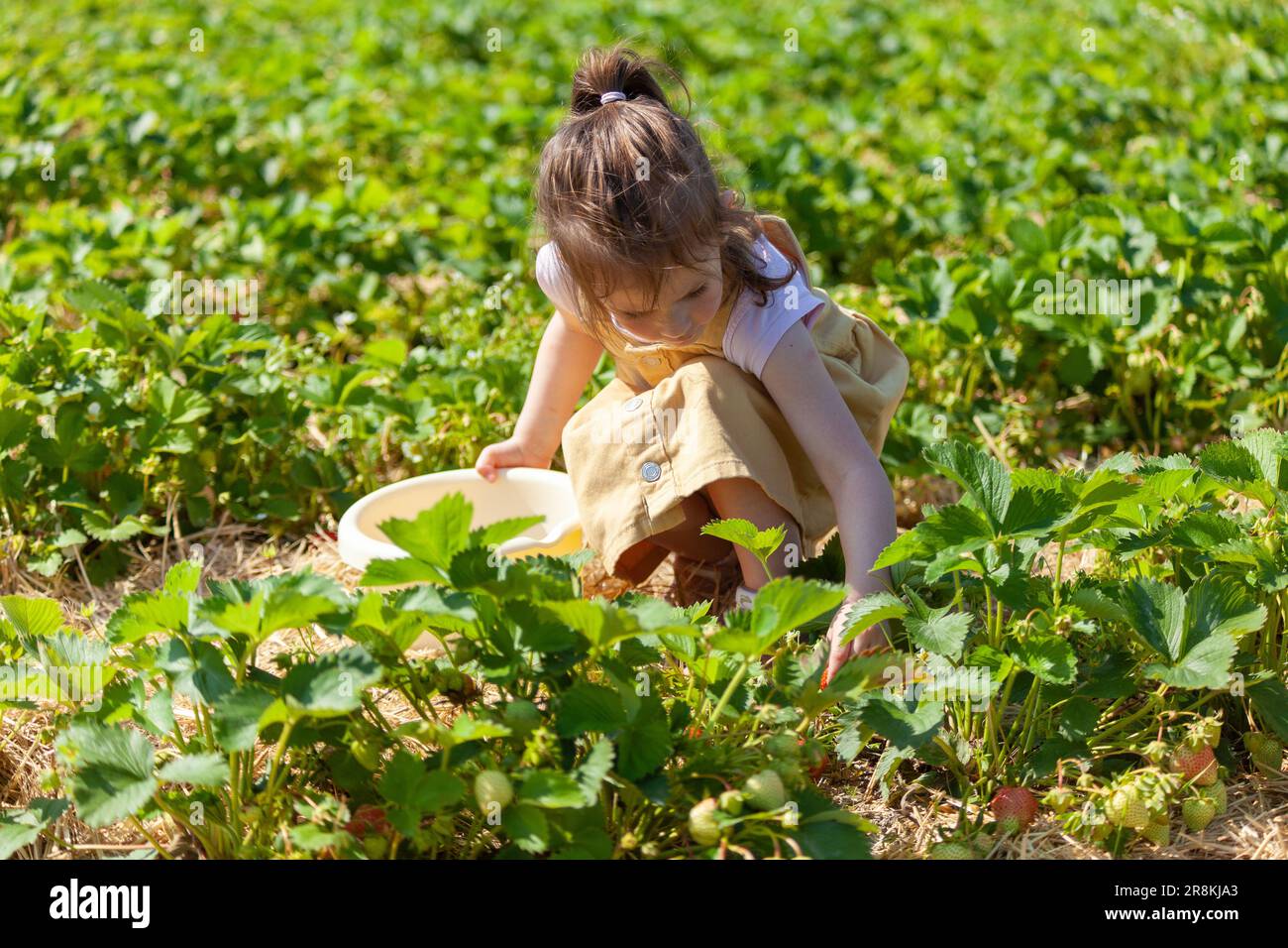 Little girl picking strawberries in a strawberry field in the ...