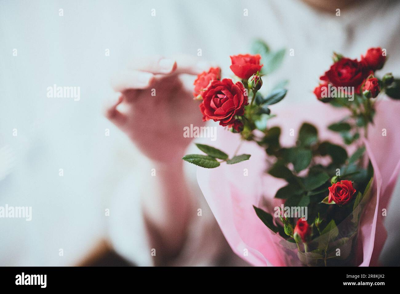 Beautiful japanese carnation flower hi-res stock photography and images ...