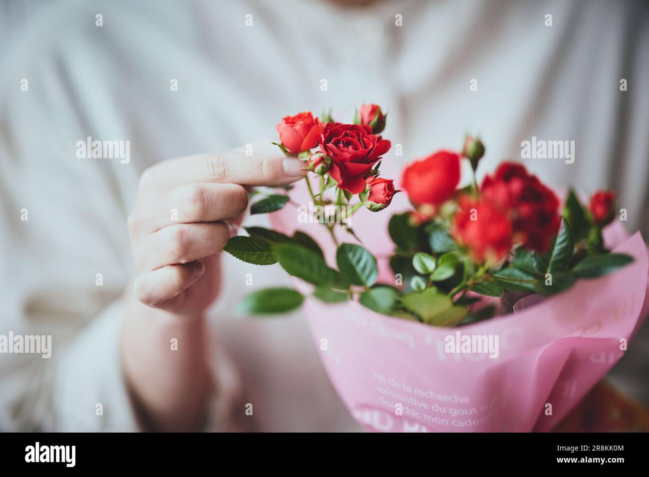 Japanese carnation hi-res stock photography and images - Alamy