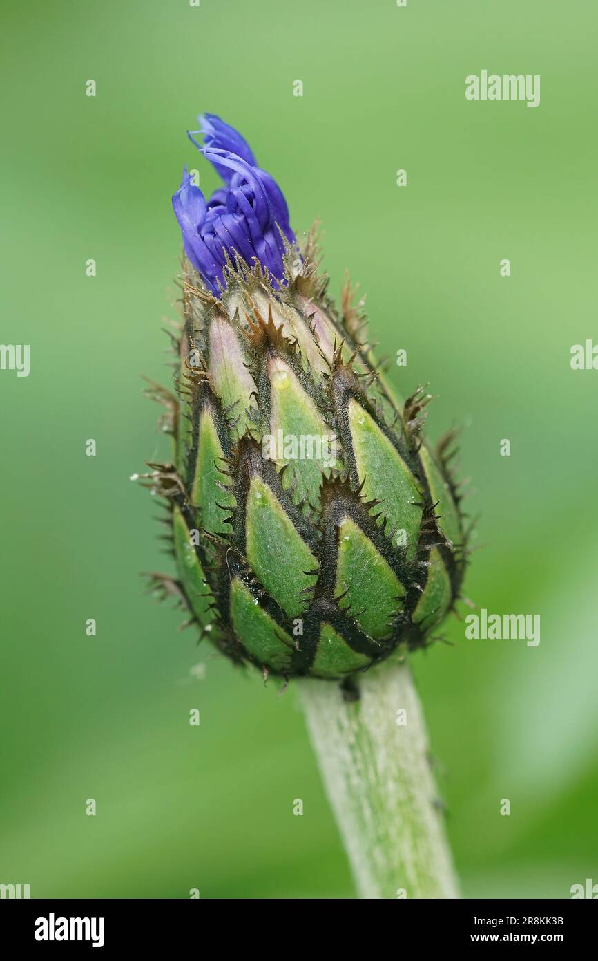 Natural colorful closeup on an emerging blue flower bud of Mountain ...