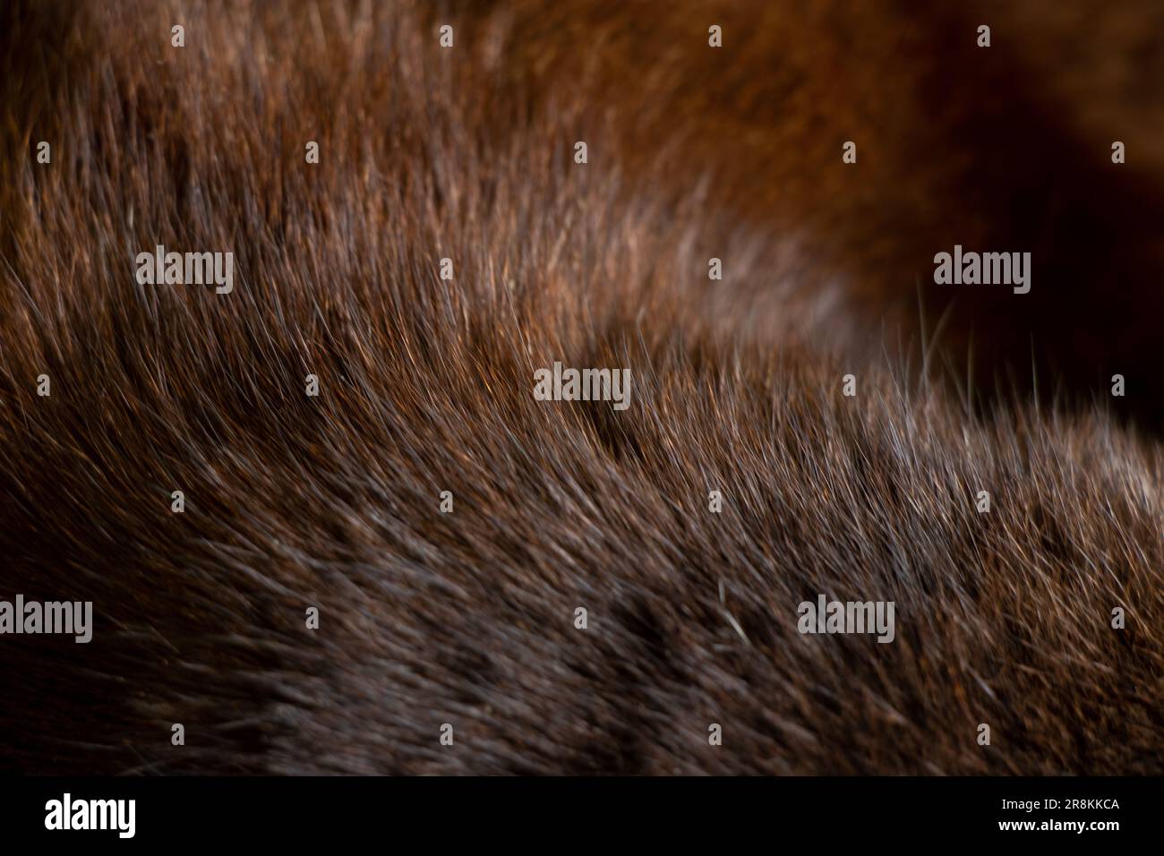 Black hairy skin hi-res stock photography and images - Alamy