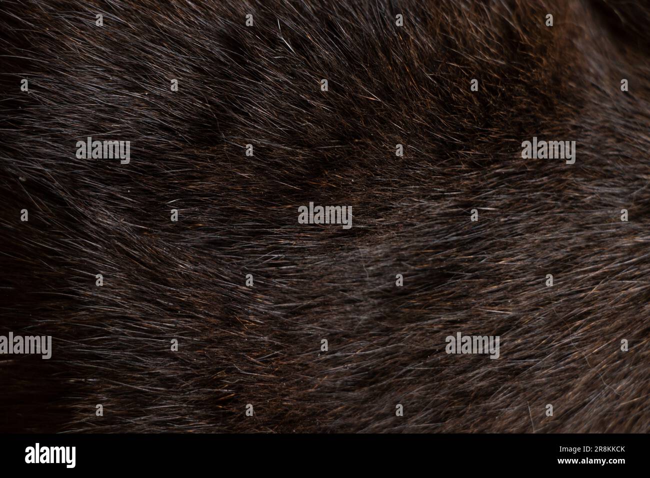 background of black cat fur close-up, black cat, wool Stock Photo - Alamy