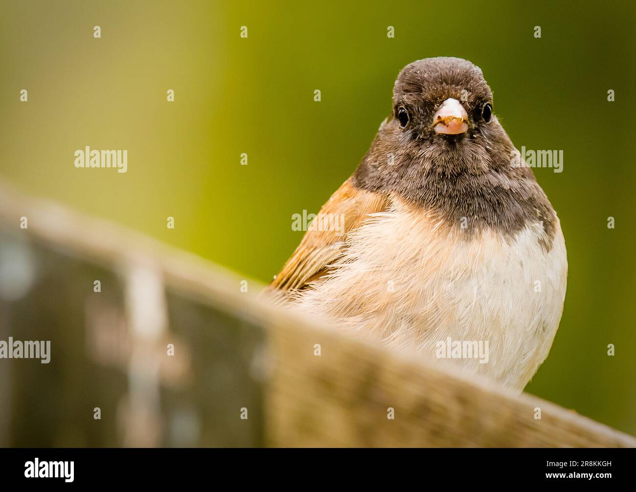 lucky eye contact with Dark-Eyed Junco on normal day on local park ...