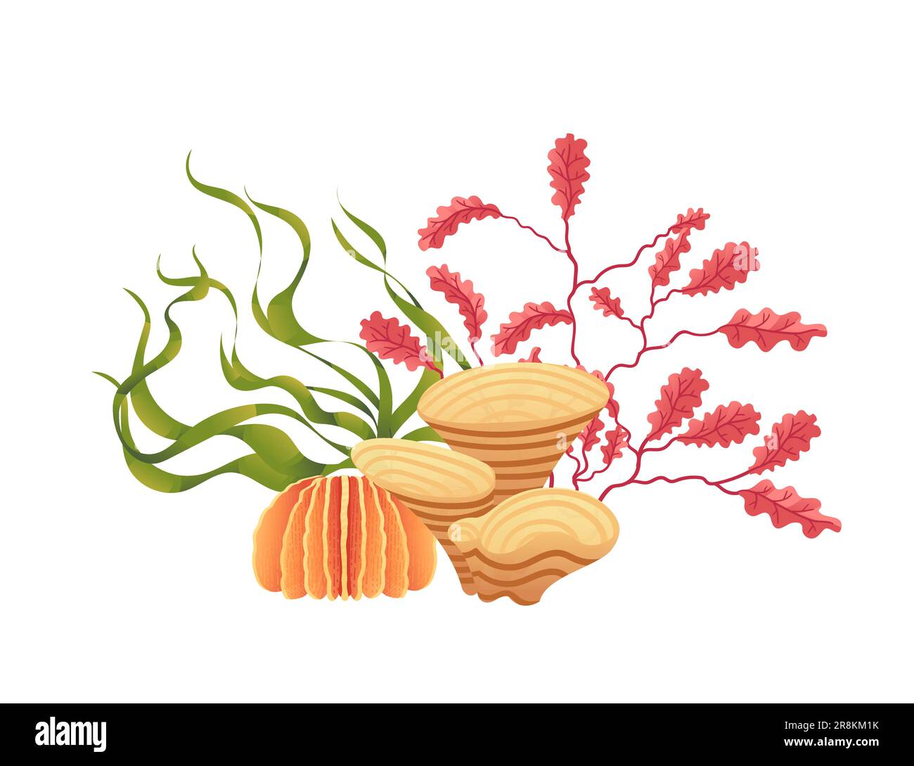 Plants and aquatic marine seaweed vector illustration isolated on white background Stock Vector ...
