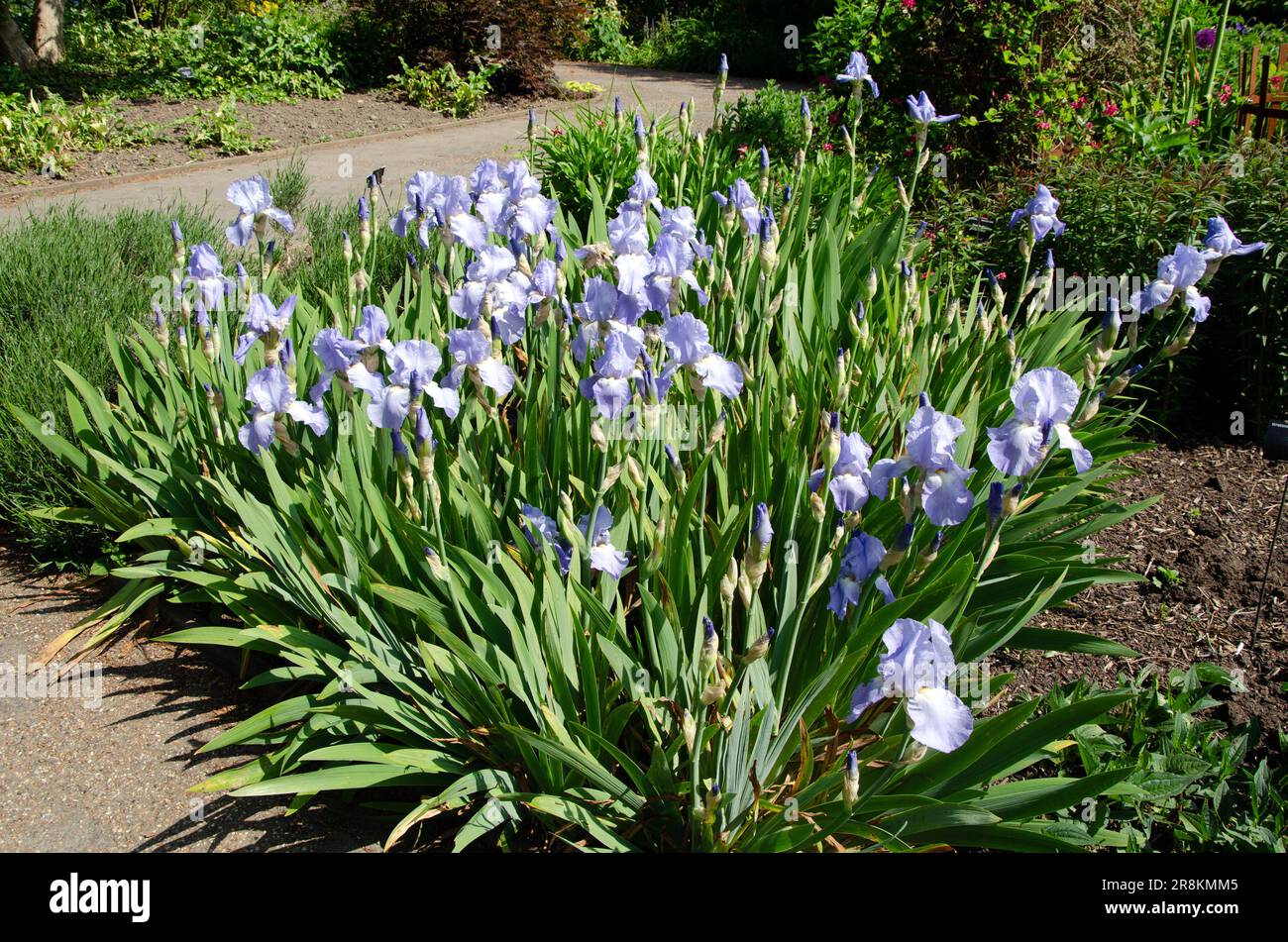 Full frame image of German iris shrub, Iris germanica Stock Photo - Alamy