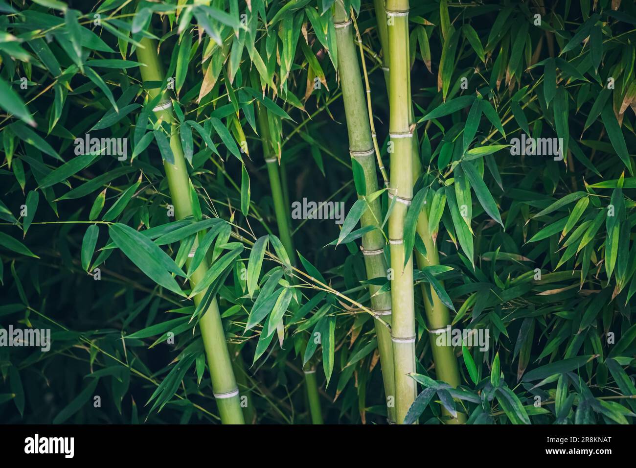 Bamboo grove with a stockade of trunks and a rich green color of leaves ...