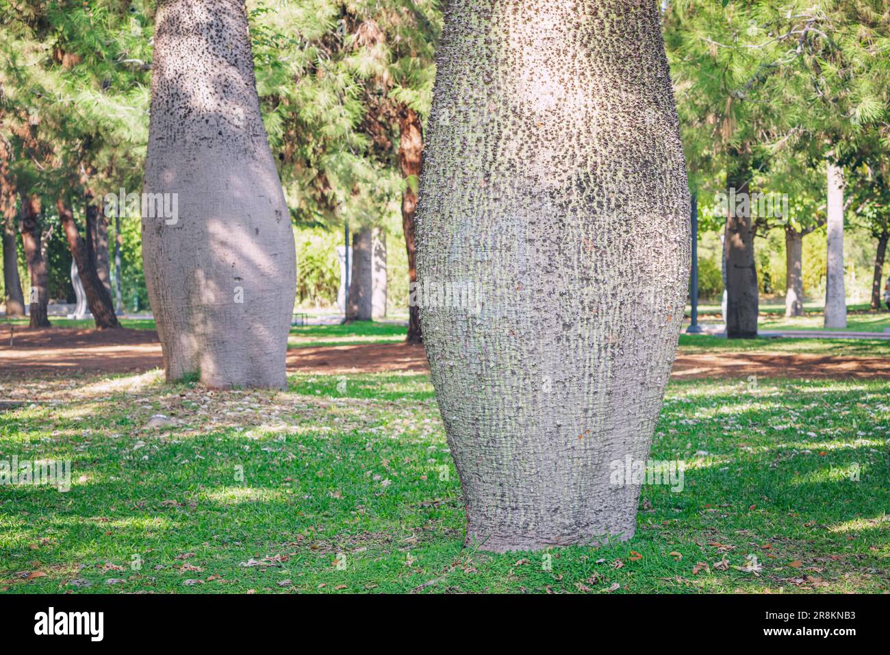 Ceiba speciosa or the floss silk tree with bottled shaped trunk Stock ...