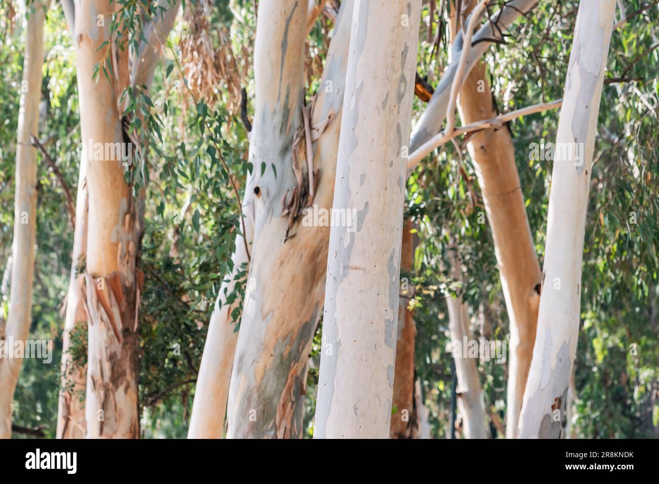 eucalyptus tree as natural background and texture Stock Photo - Alamy