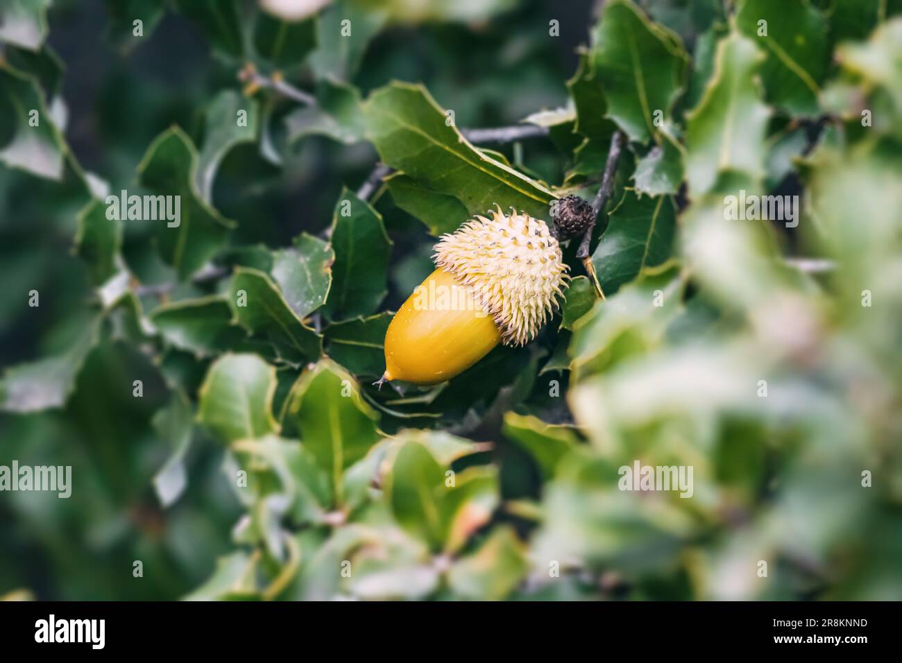 Showcasing intricate ridges hi-res stock photography and images - Alamy