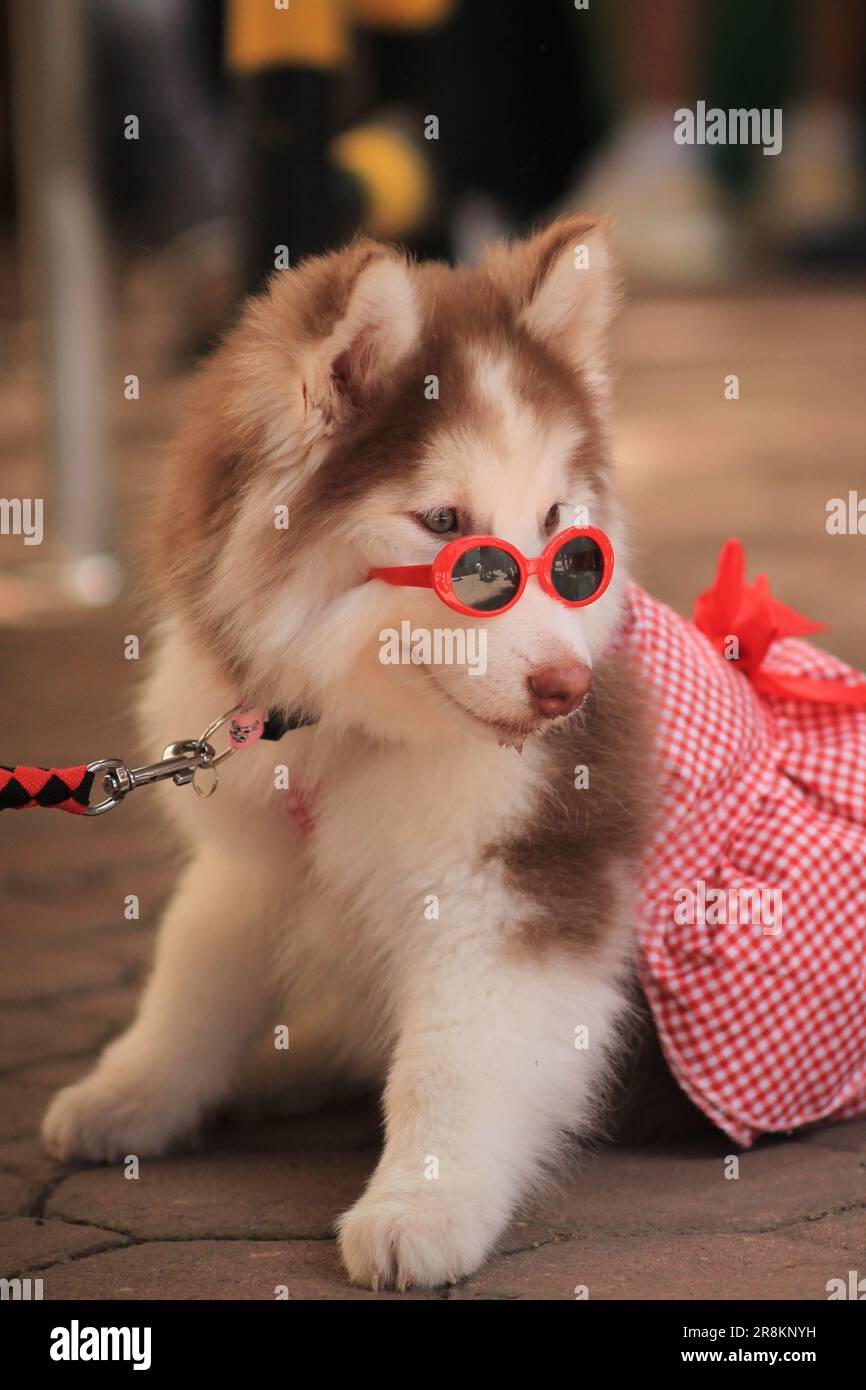 An adorable dog wearing a red dress and sunglasses Stock Photo - Alamy