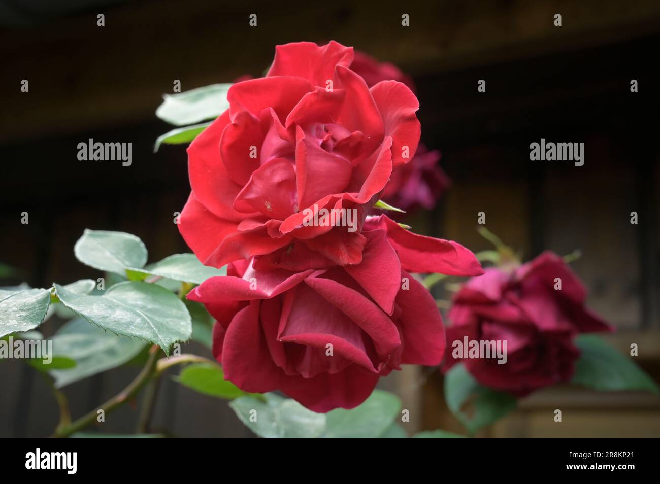 Rote rose berlin hi-res stock photography and images - Alamy